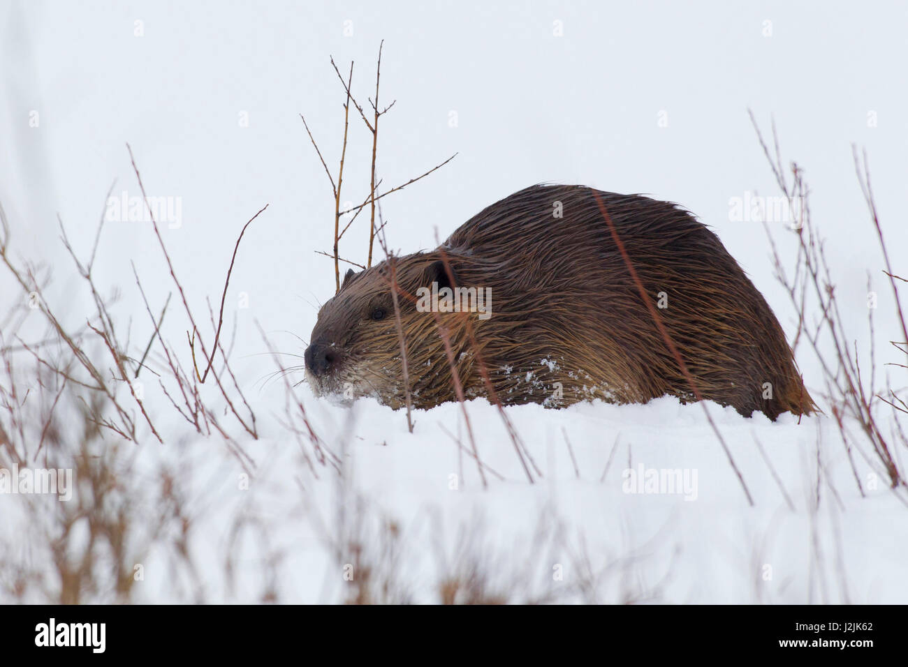 Beaver, gathering food in winter Stock Photo - Alamy