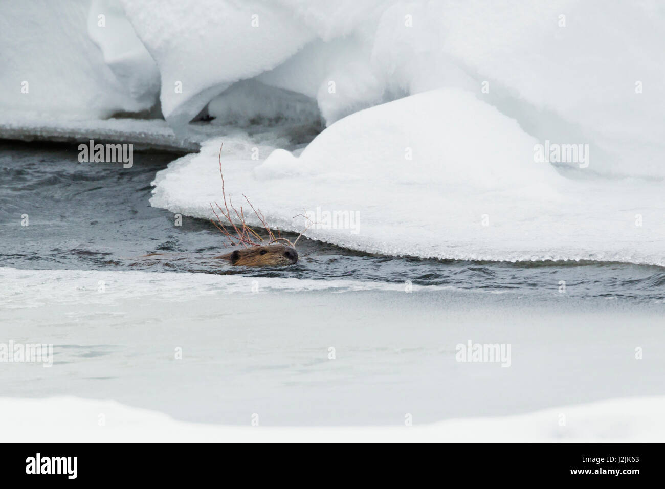 Beaver, gathering food in winter Stock Photo - Alamy