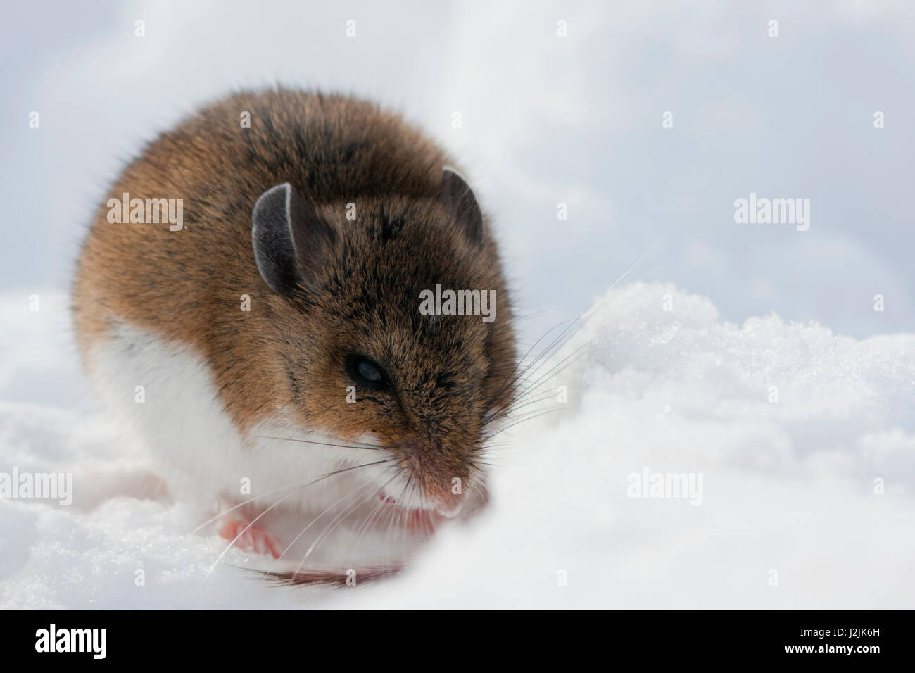 Deer Mouse in winter Stock Photo - Alamy