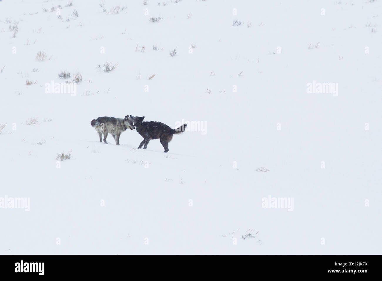 Gray Wolf Pair, Yellowstone National Park Stock Photo - Alamy