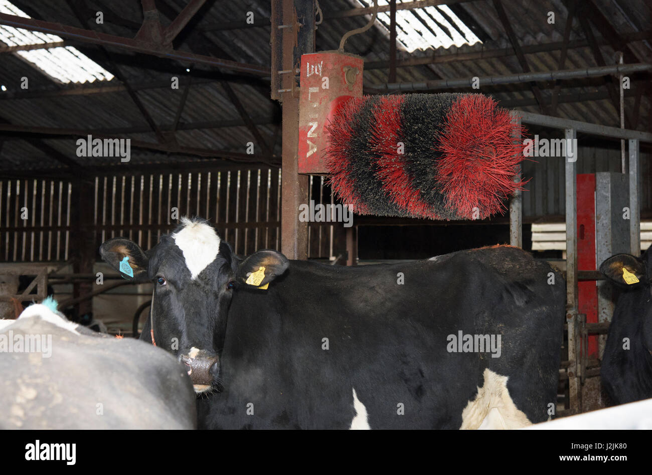 A cow brush on a dairy farm, Staffordshire Stock Photo - Alamy