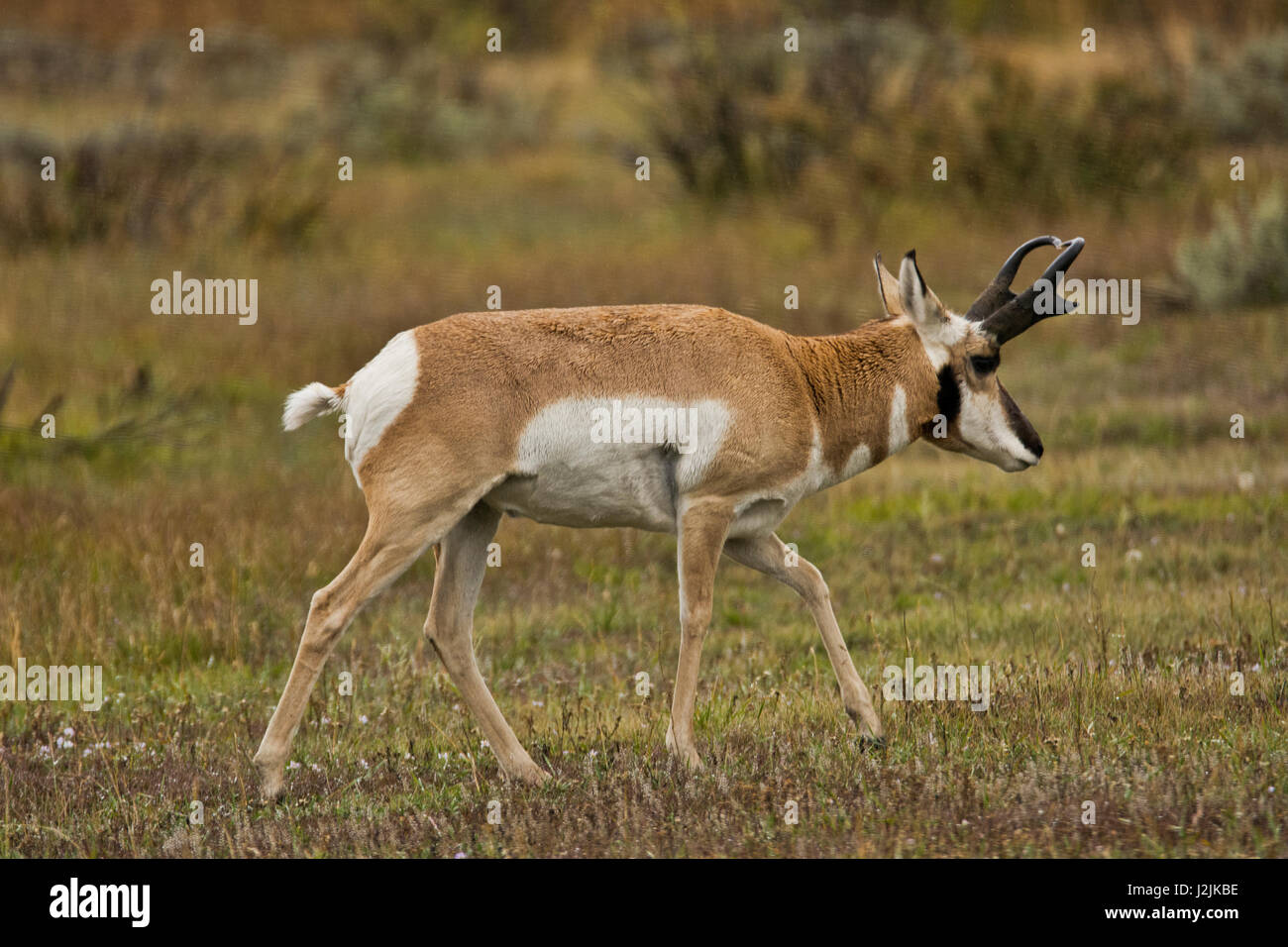 Male Pronghorn, Antelope Flats, Grand Teton National Park, Wyoming, USA ...