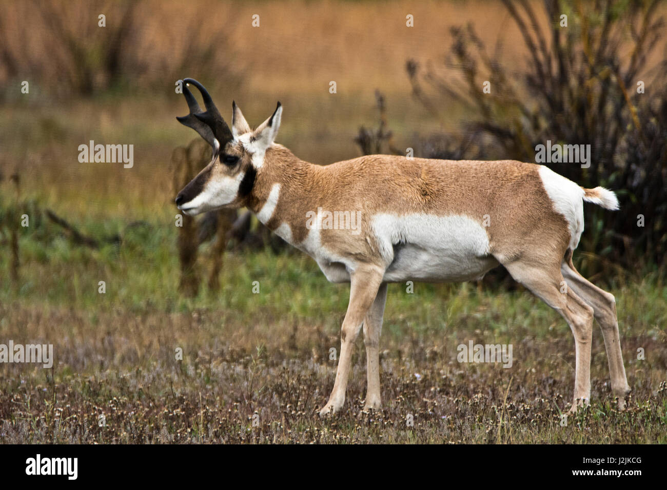 Male Pronghorn, Willow Flats, Grand Teton National Park, Wyoming, USA ...