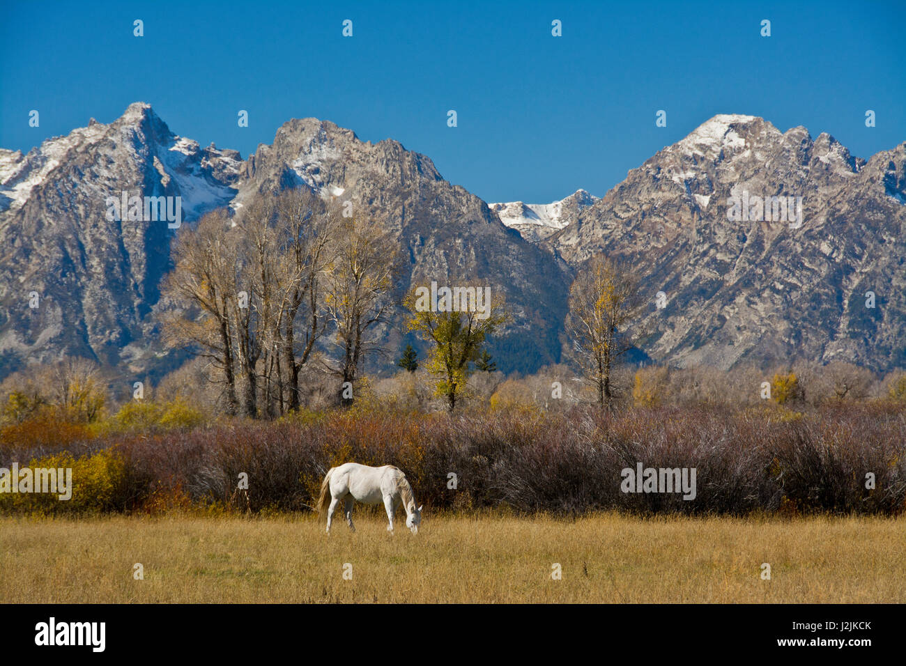 White Horse and Grand Tetons, Moose Head Ranch, Grand Teton National ...