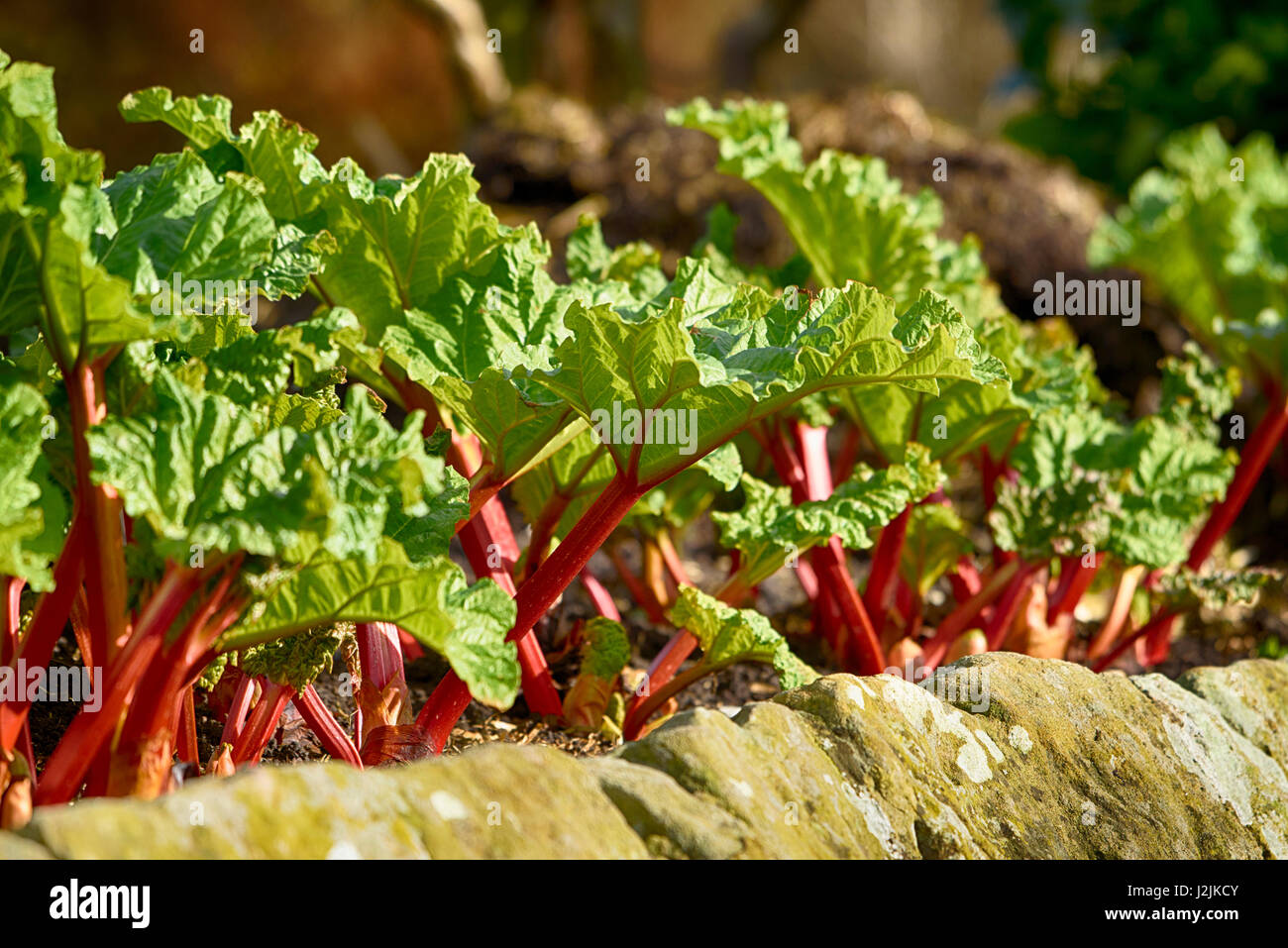 Growing rhubarb hi-res stock photography and images - Alamy