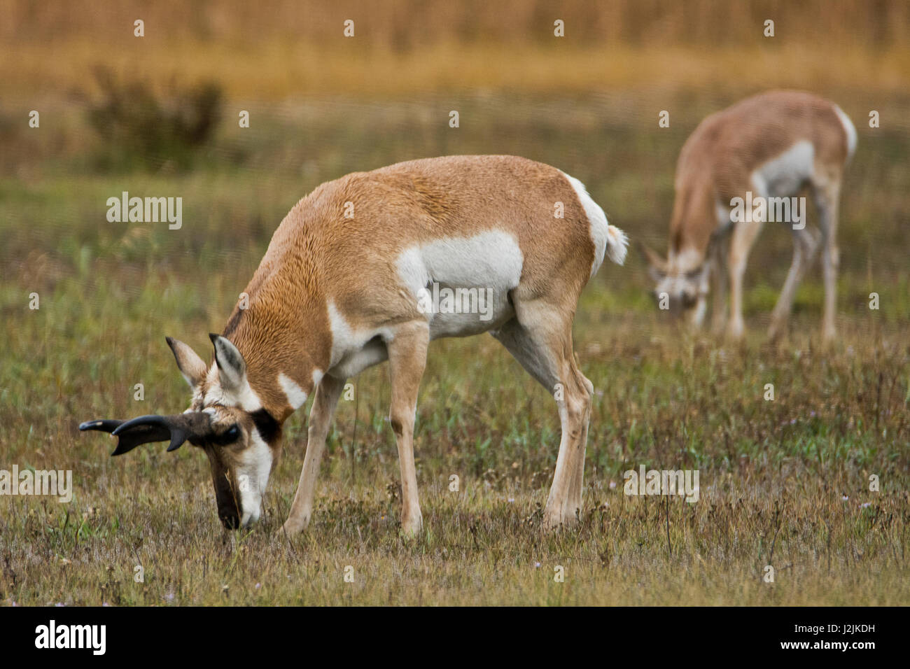 Male and female pronghorn, Antelope Flats, Grand Teton National Park ...