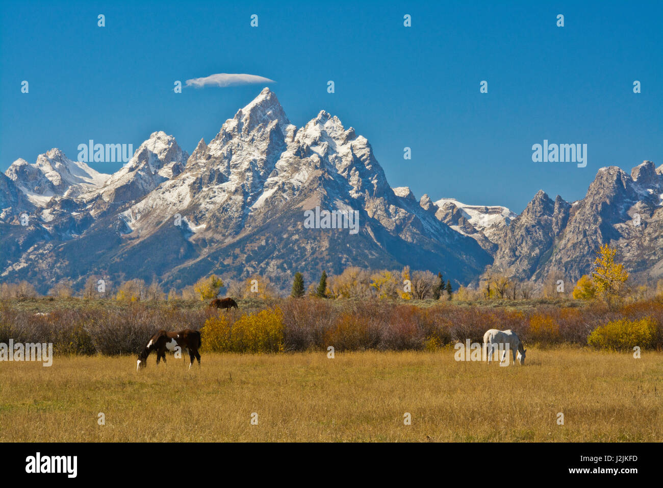 Horses, Moose Head Ranch, autumn, Grand Tetons, Grand Teton National ...