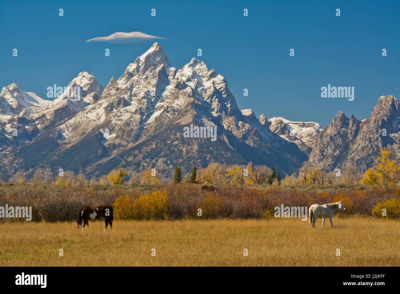 Moose head teton national park ranch hi-res stock photography and ...