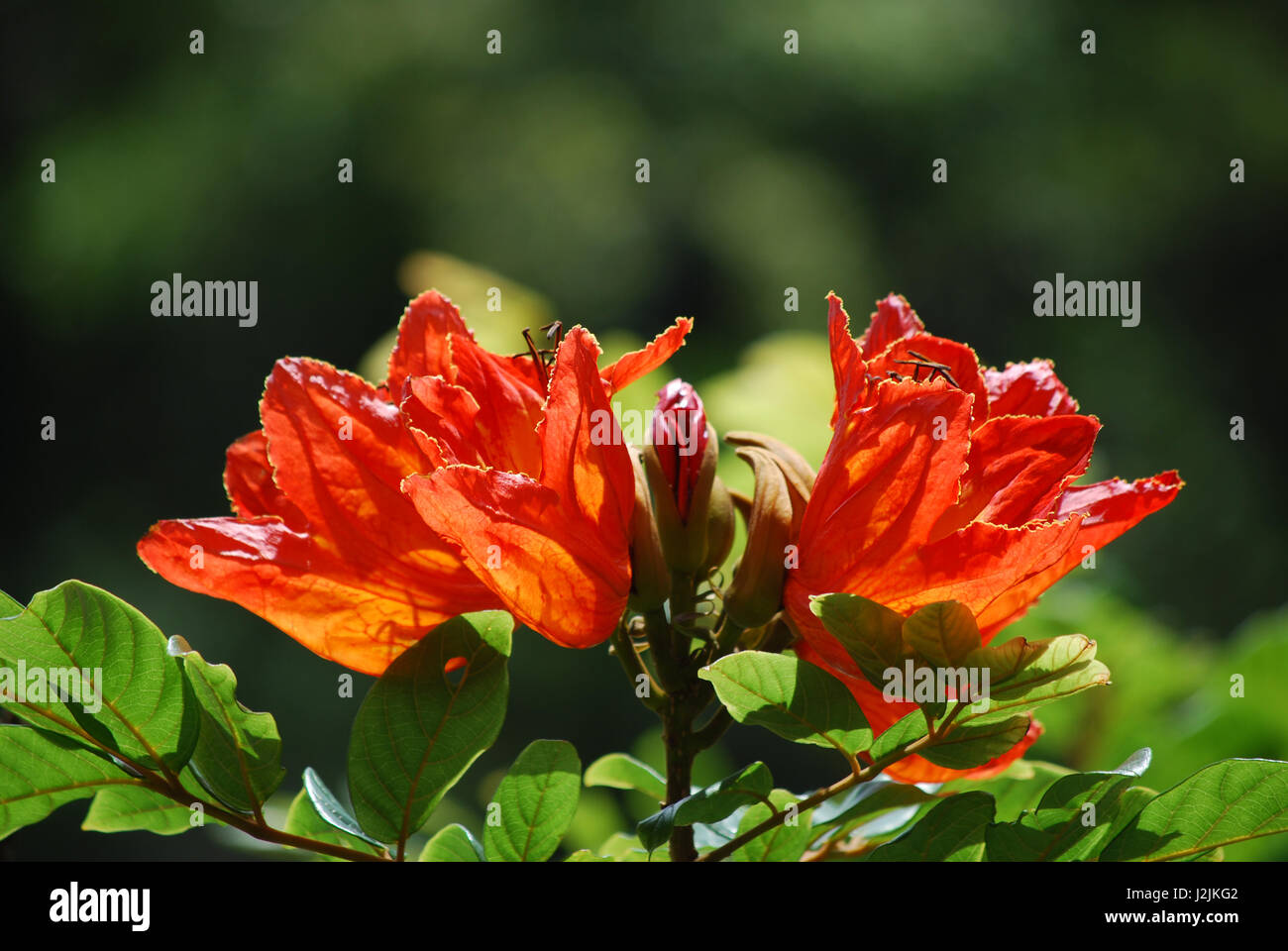 Flowering orange African tuliptree in bloom Stock Photo - Alamy