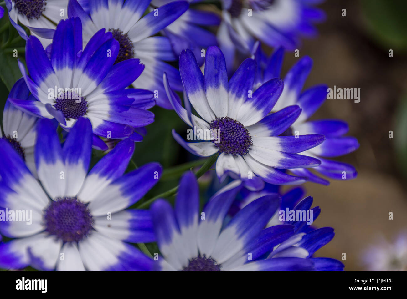 Purple daisies in England UK Stock Photo - Alamy