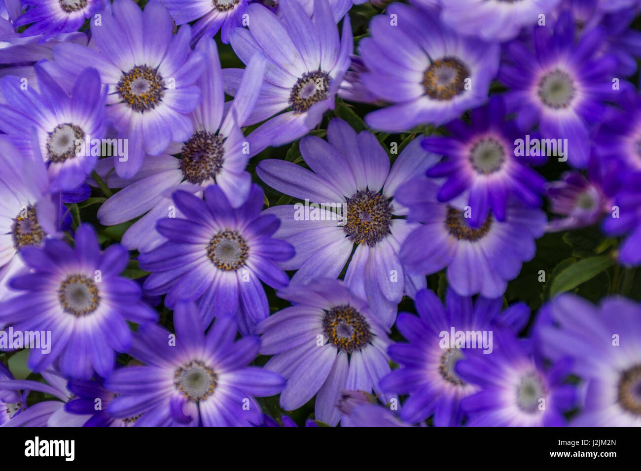 Purple daisies in England UK Stock Photo - Alamy