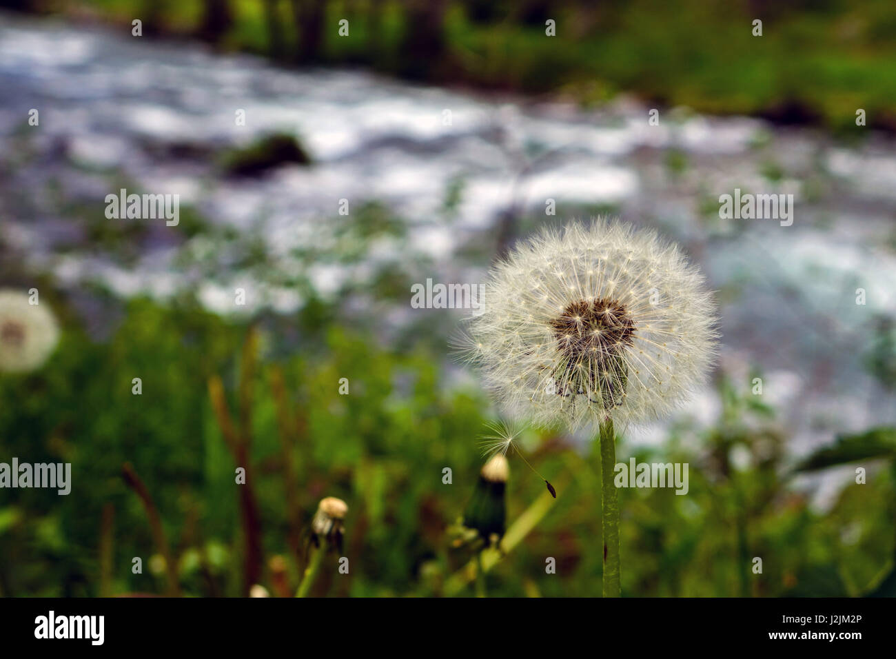 Dandelion clock, seeds with river behind Stock Photo - Alamy