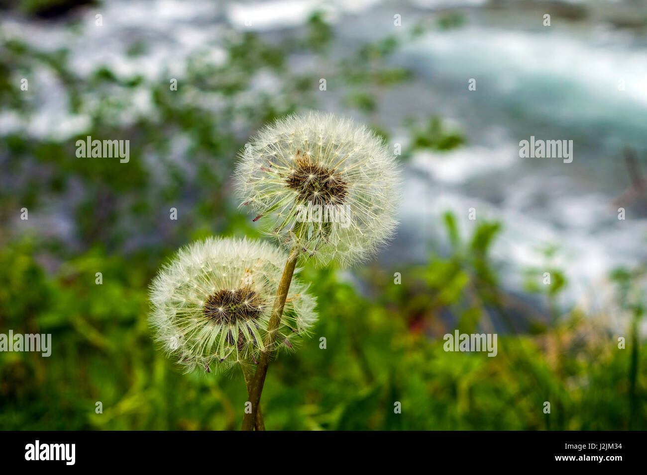 Dandelion clock, seeds with river behind Stock Photo - Alamy