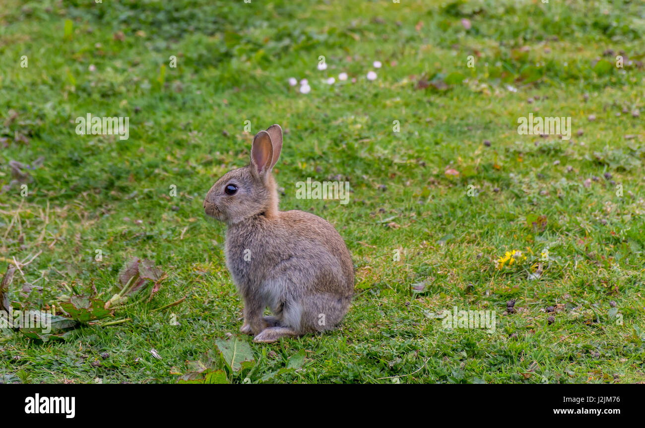 Wild bunny on a green field Stock Photo - Alamy