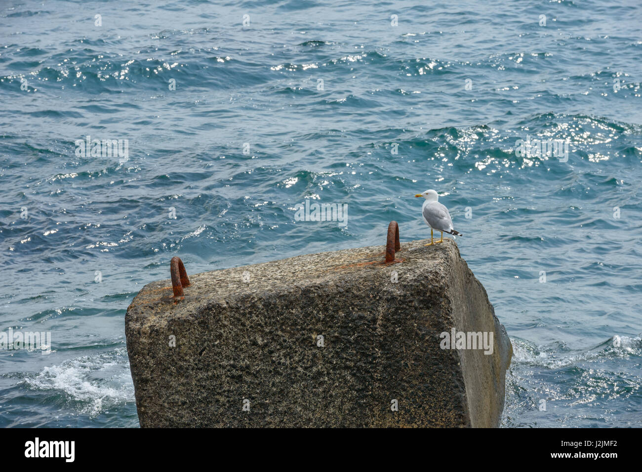 Gull is sitting on the heavy concrete block in blue sea water Stock ...