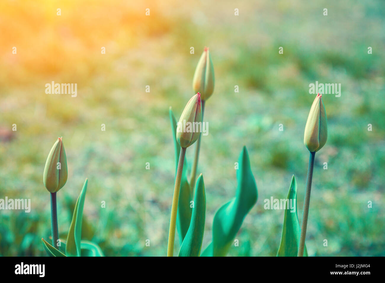 Beautiful bright fresh buds garden hi-res stock photography and images ...