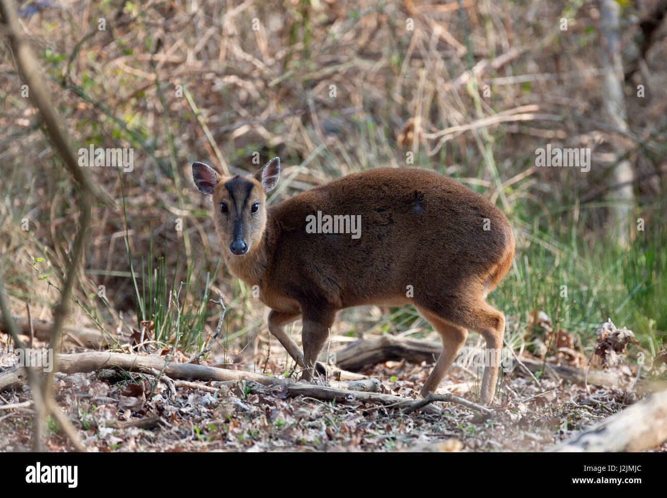 Muntjac, Muntiacus muntjak, single adult in woodland. Taken March ...