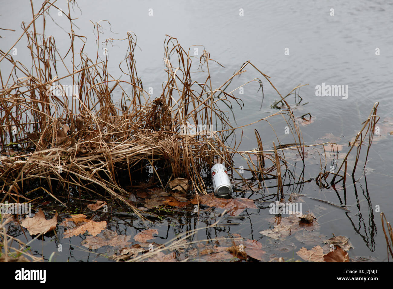 Metal drinks can, discarded into a lake, trapped by reeds and left to ...
