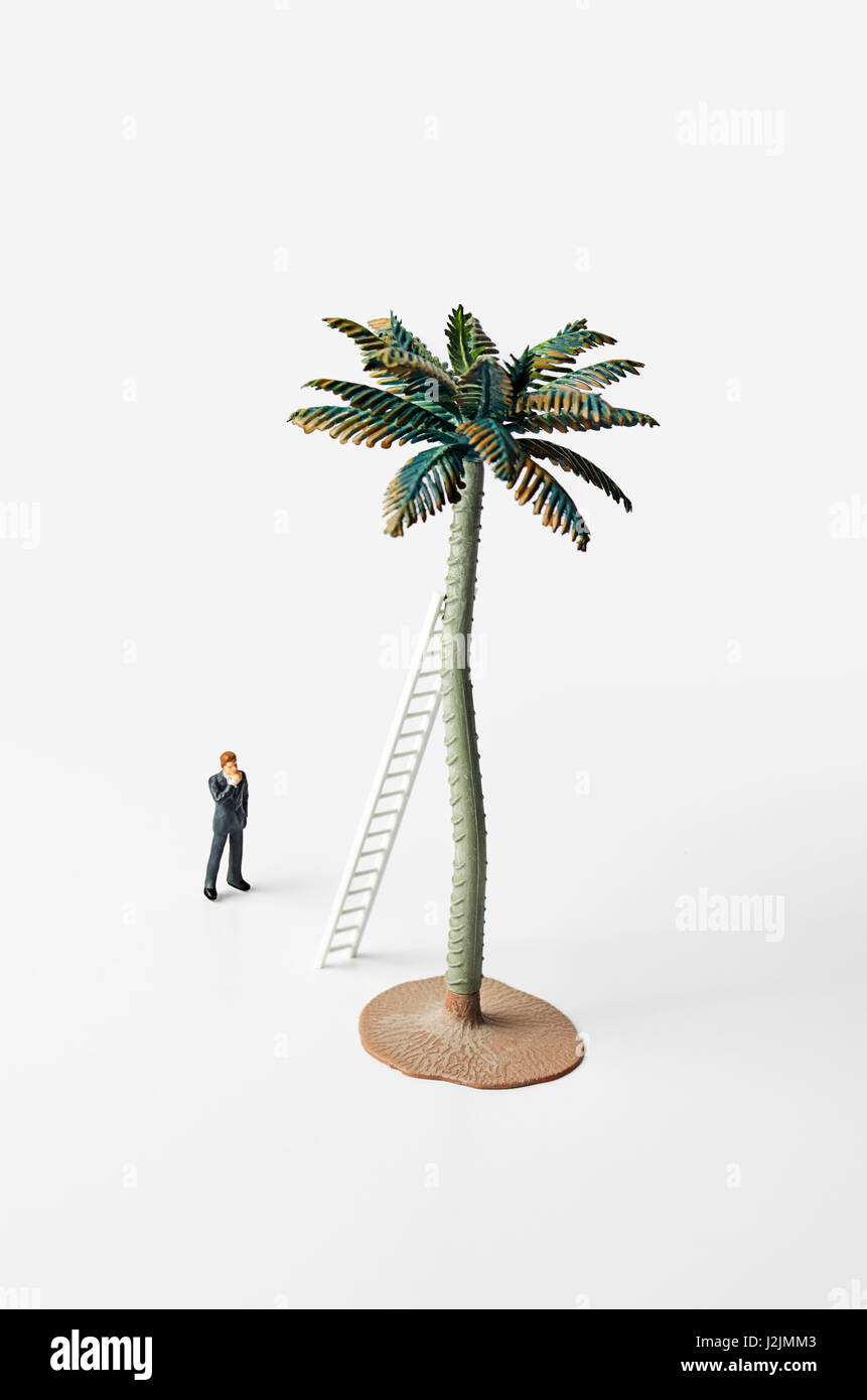 Palm ladder hi-res stock photography and images - Alamy