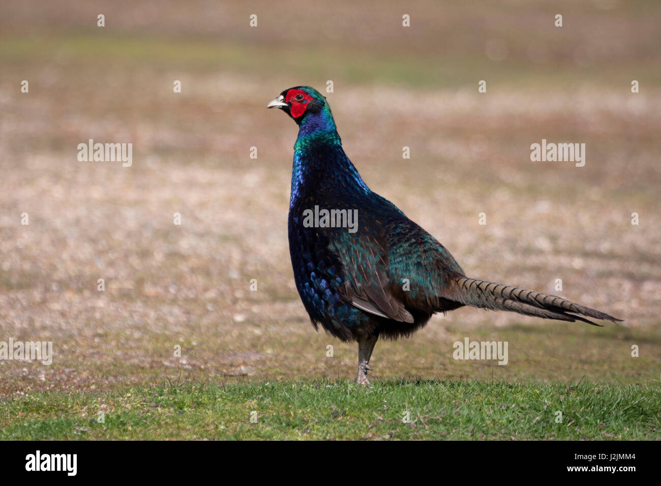 Pheasant, Phasianus colchicus, single adult male, dark phase, standing ...