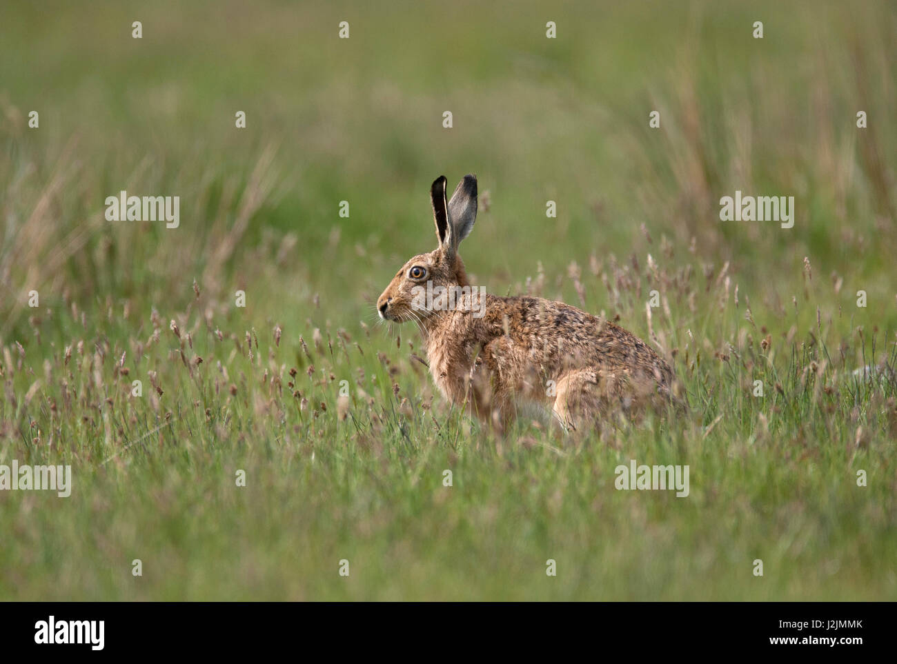 Brown Hare, Lepus capensis Single adult sitting in field Scotland, UK ...