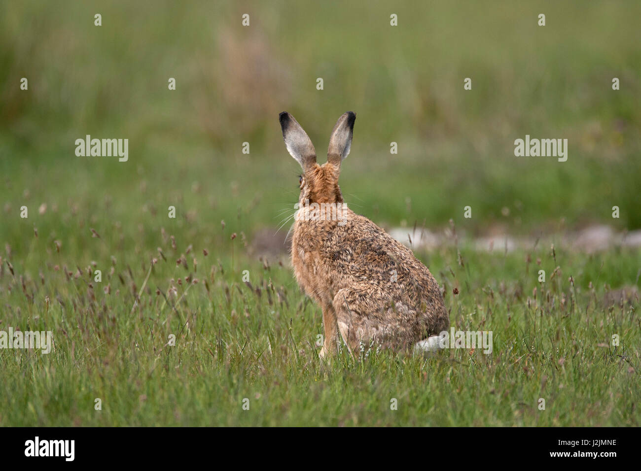 Brown Hare, Lepus capensis Rear view of single adult sitting in field ...