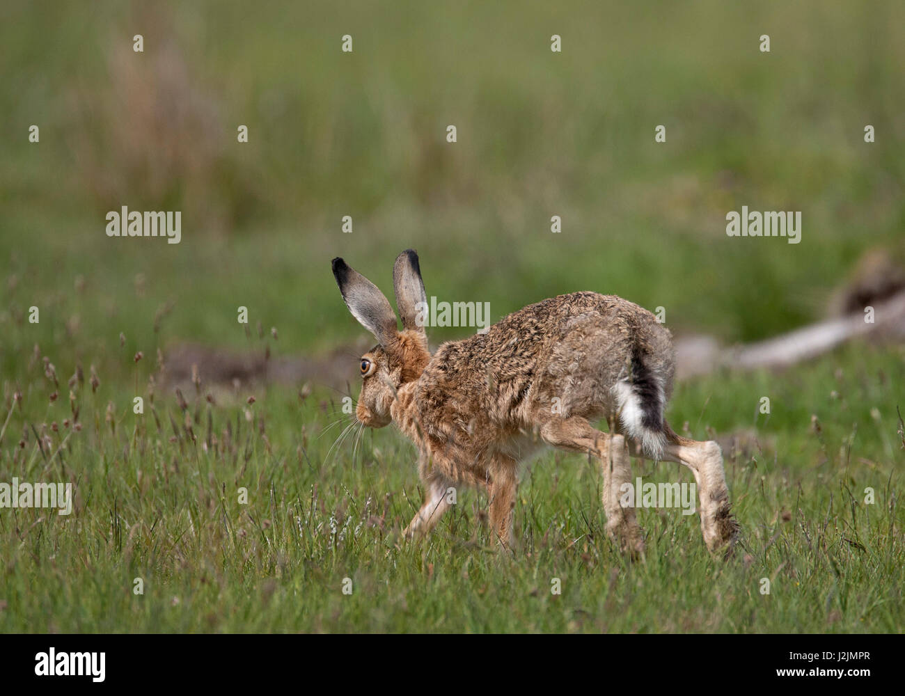 Hare running fast hi-res stock photography and images - Alamy