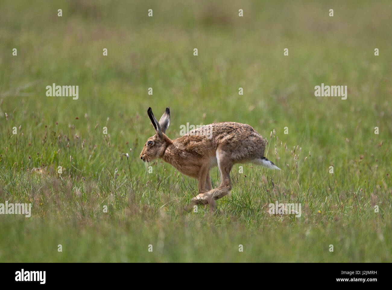 Hare running fast hi-res stock photography and images - Alamy