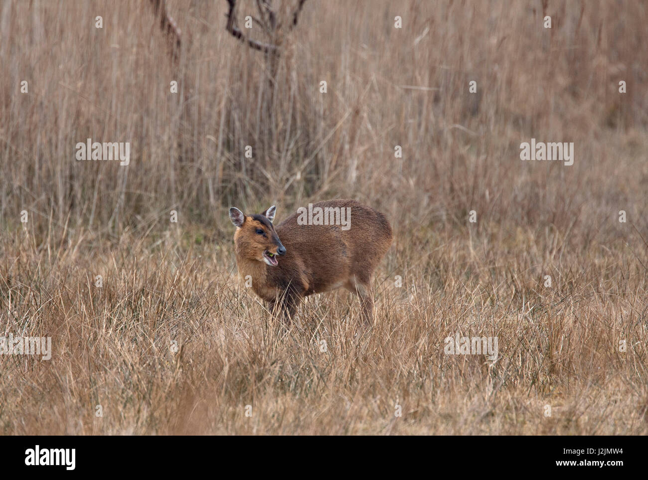 Muntjac, Muntiacus muntjak, Single adult feeding in long grass ...