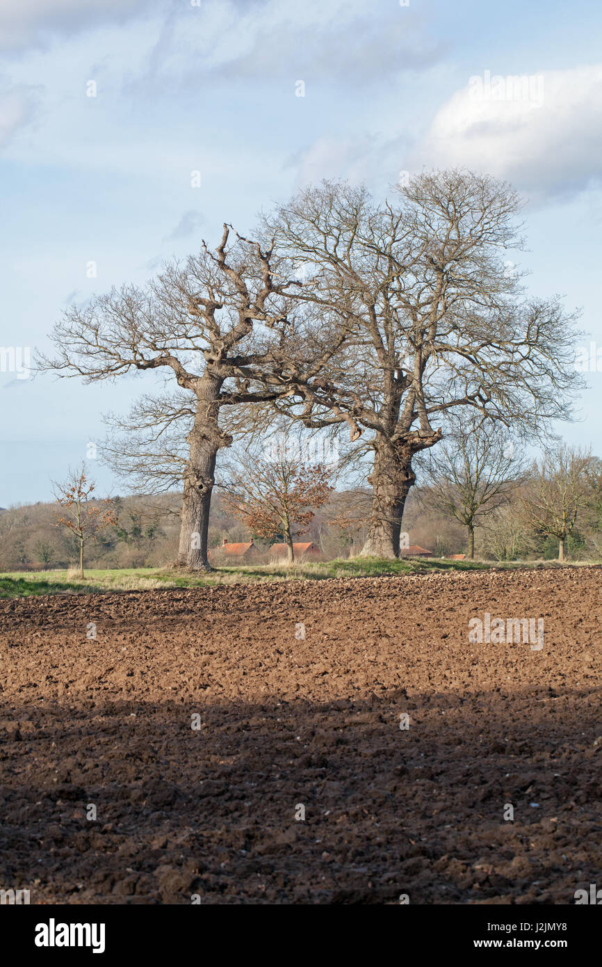 English Oak Tree (Quercus robur). Growing along a former field dividing ...