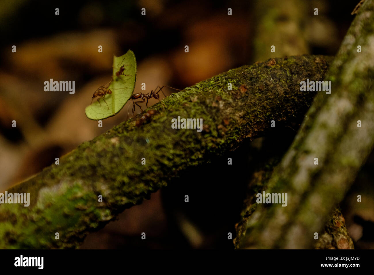 A leafcutter ant hoists a leaf full of "cleaner" ants across a stick in ...