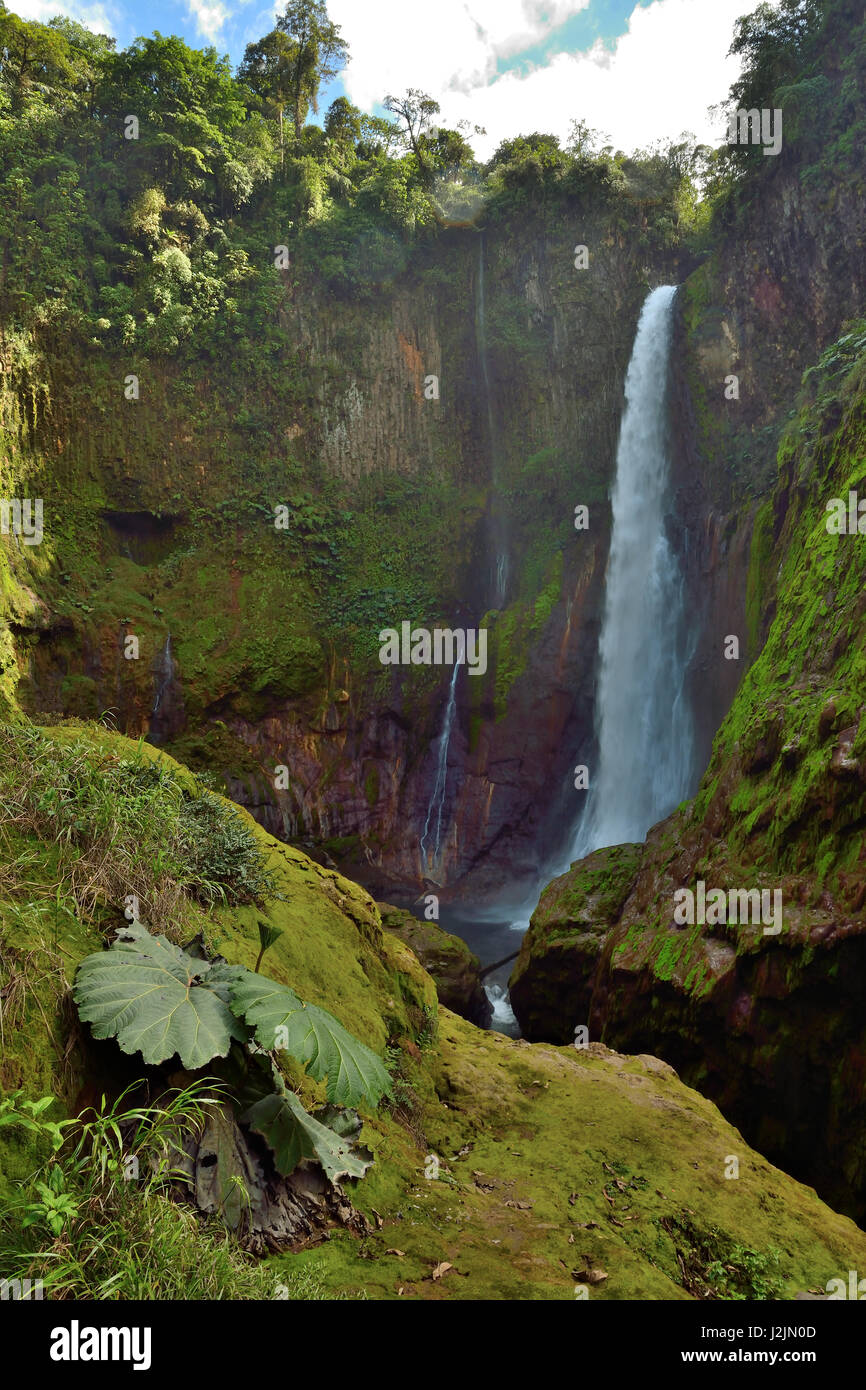 Rain forest near catarata del toro hi-res stock photography and images ...