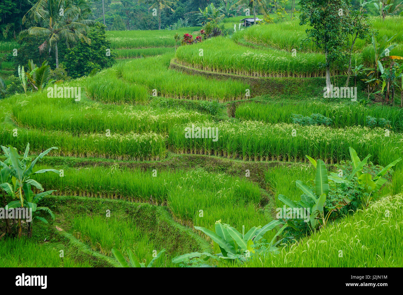 Balinese rice fields after a heavy rain Stock Photo - Alamy