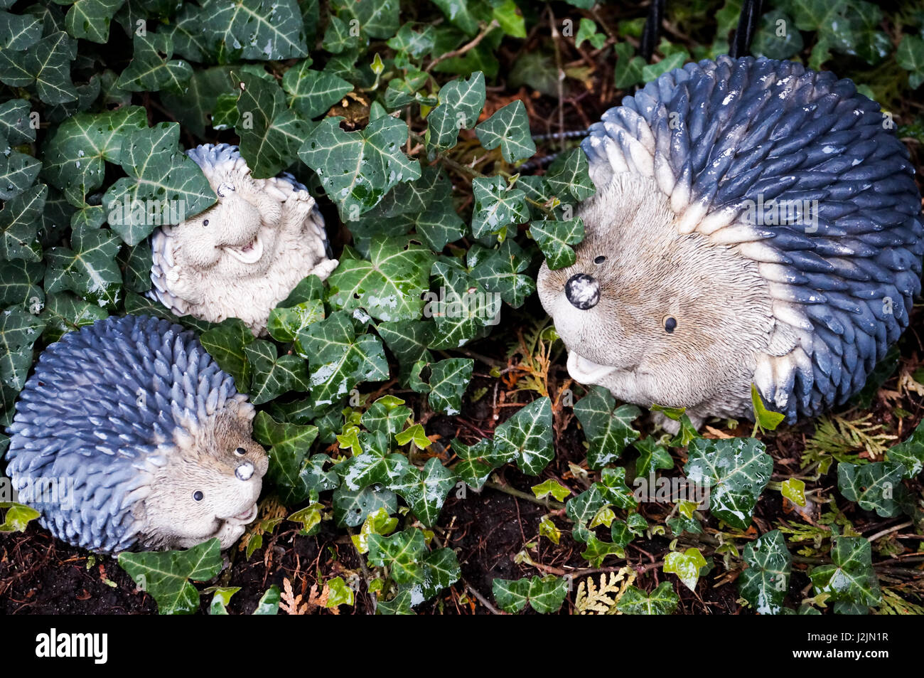 Hedgehogs family hi-res stock photography and images - Alamy