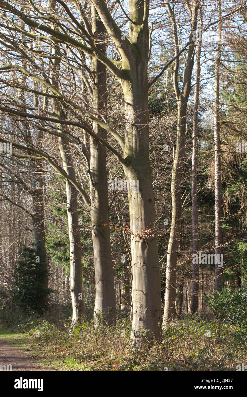 Beech Trees ( Fagus sylvatica). Straight upright, silvery grey trunks ...