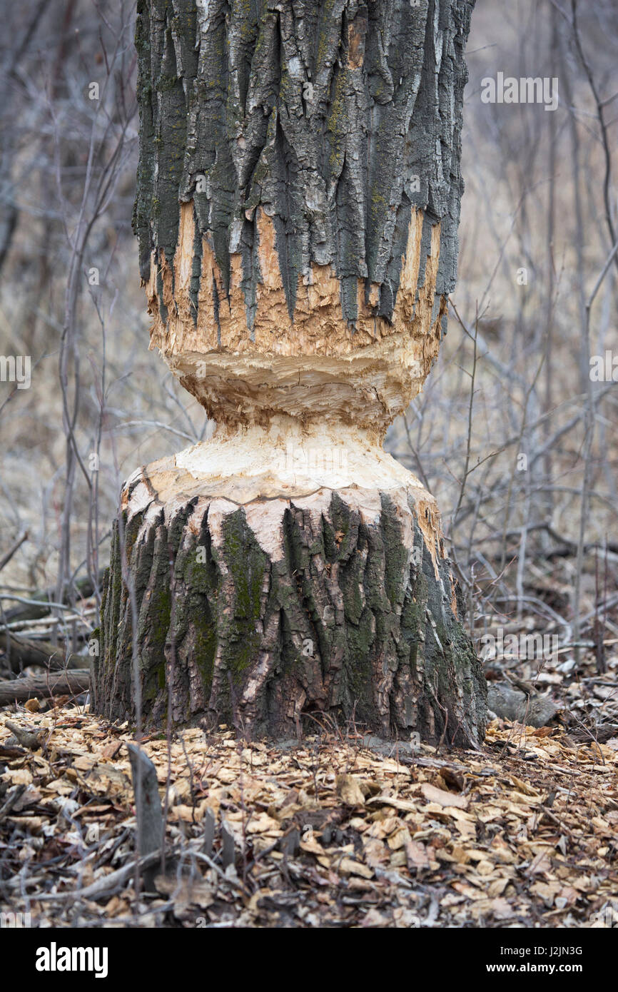 Chewed High Resolution Stock Photography and Images - Alamy