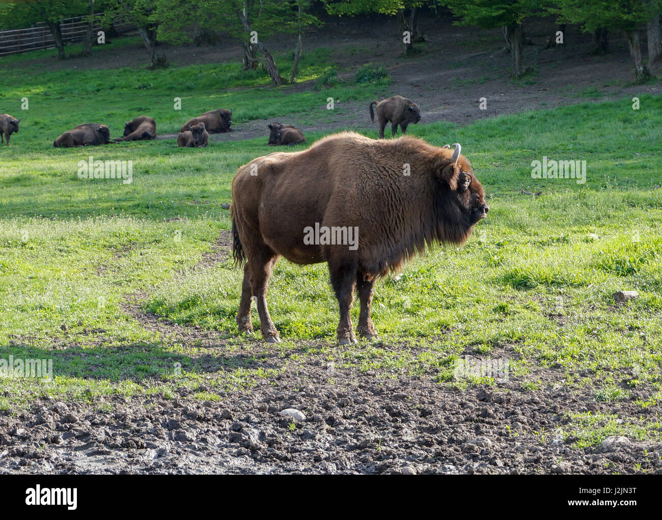 European wild water buffalo hi-res stock photography and images - Alamy