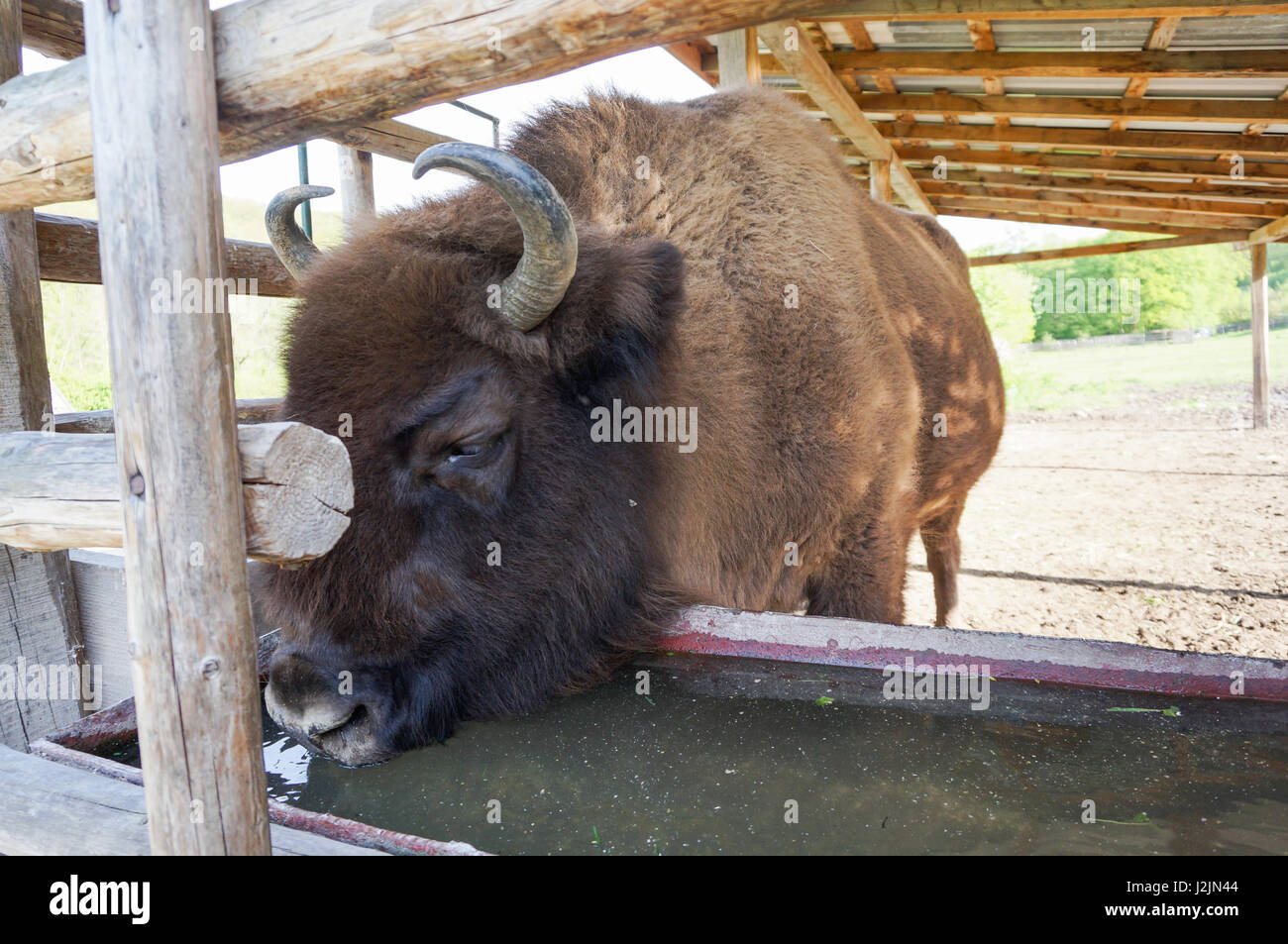 European bison drinking water Stock Photo - Alamy