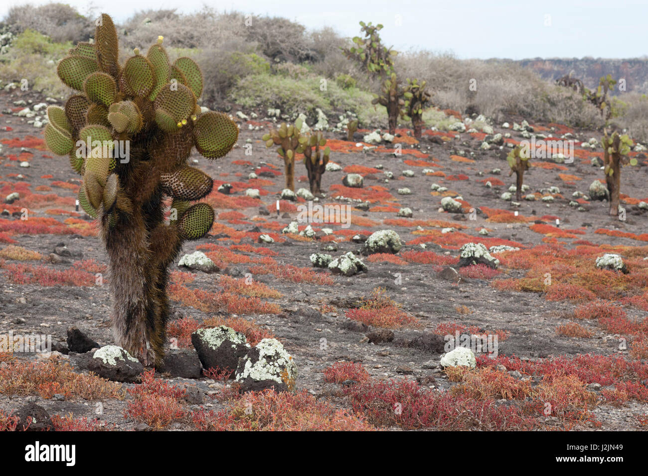 Prickly Pear Cacti (Opuntia galapageia) and red Galapagos Carpet Weed ...