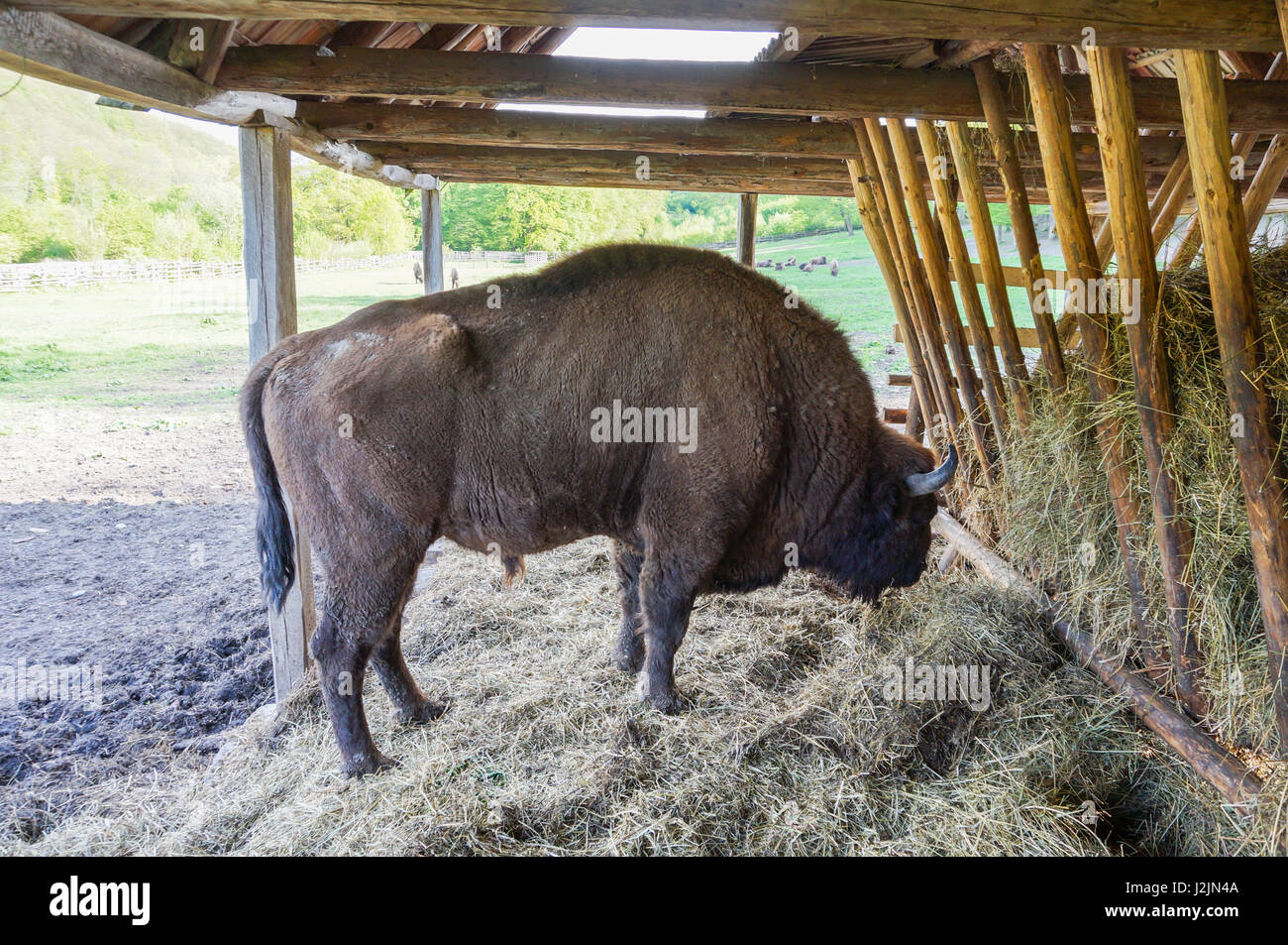 European bison feeding in a reservation Stock Photo - Alamy