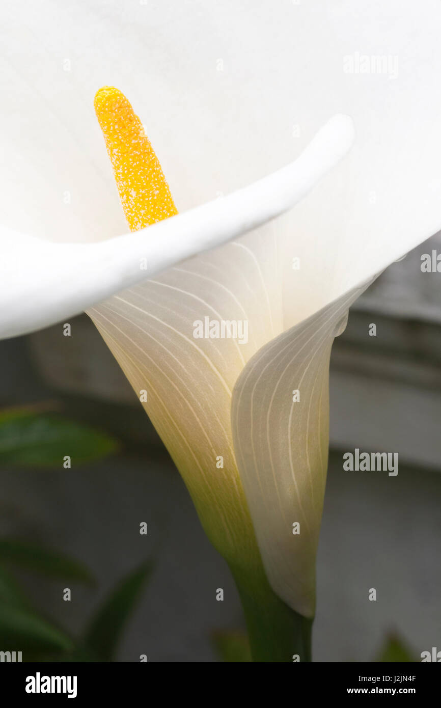 Calla Lily close up Stock Photo - Alamy