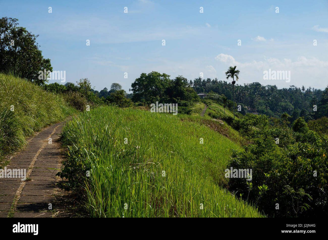 Path on ridge in Ubud, Bali Stock Photo - Alamy