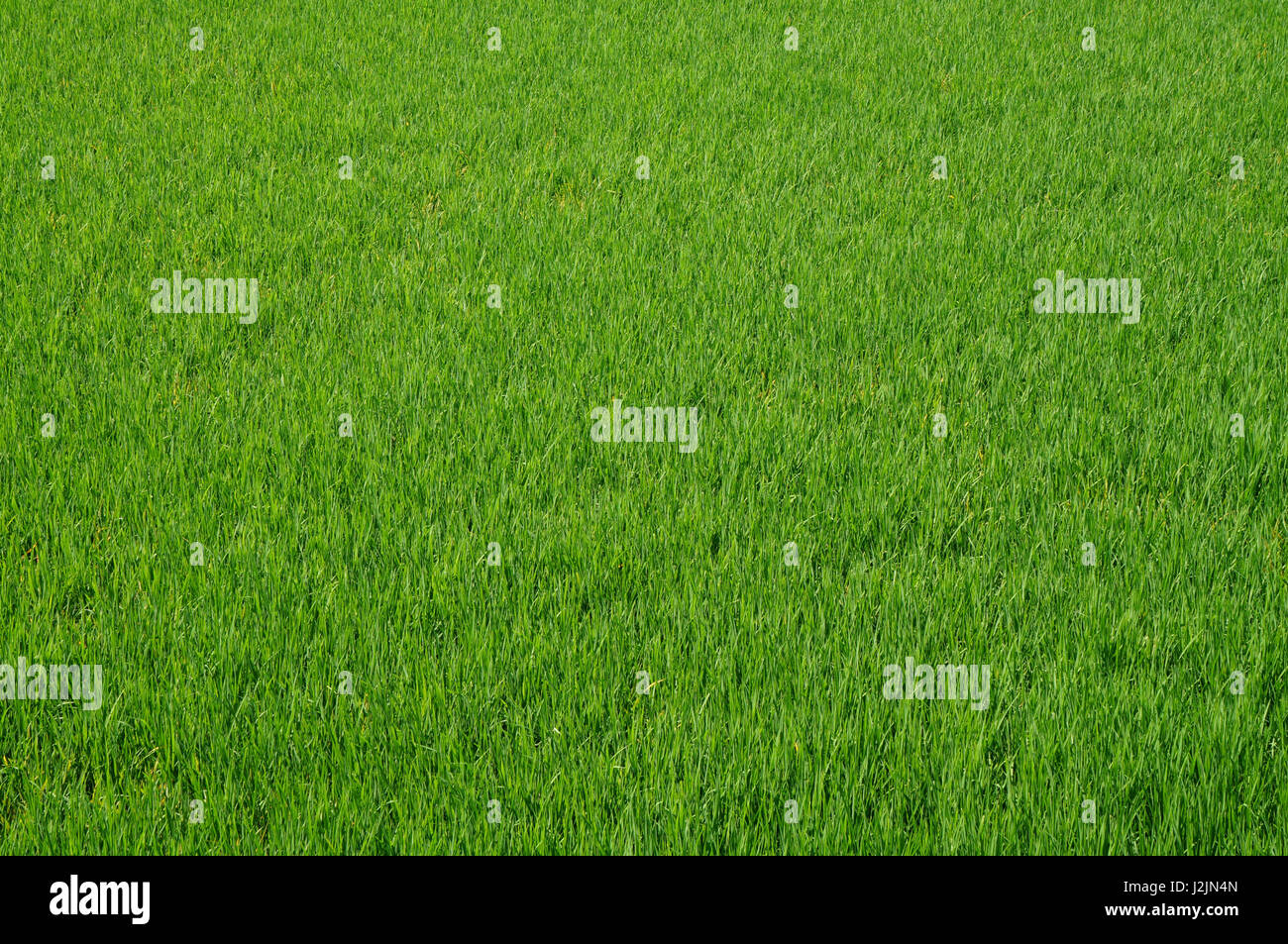 Dense rice field texture Stock Photo - Alamy