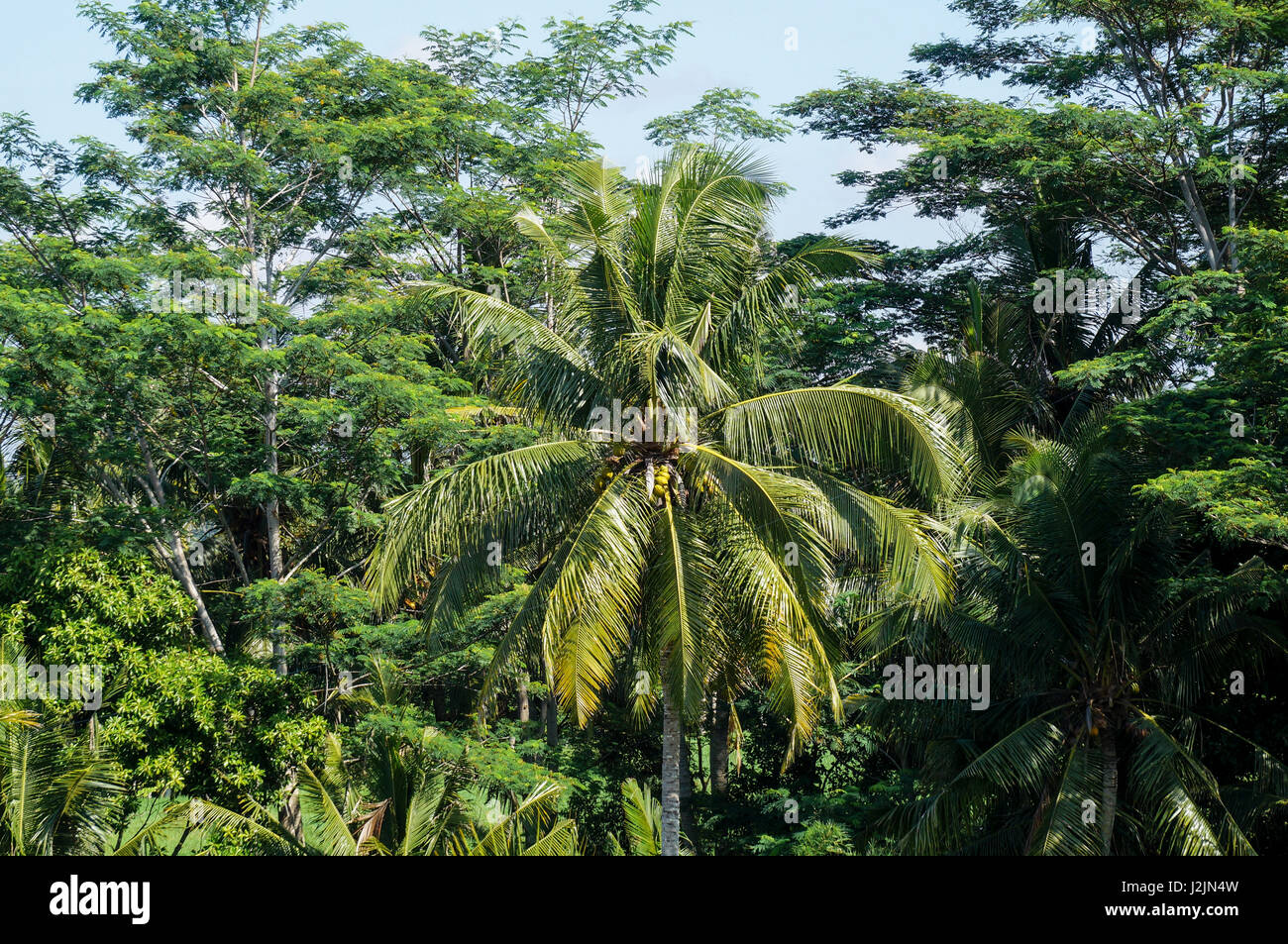 Coconut tree in Ubud, Bali Stock Photo - Alamy
