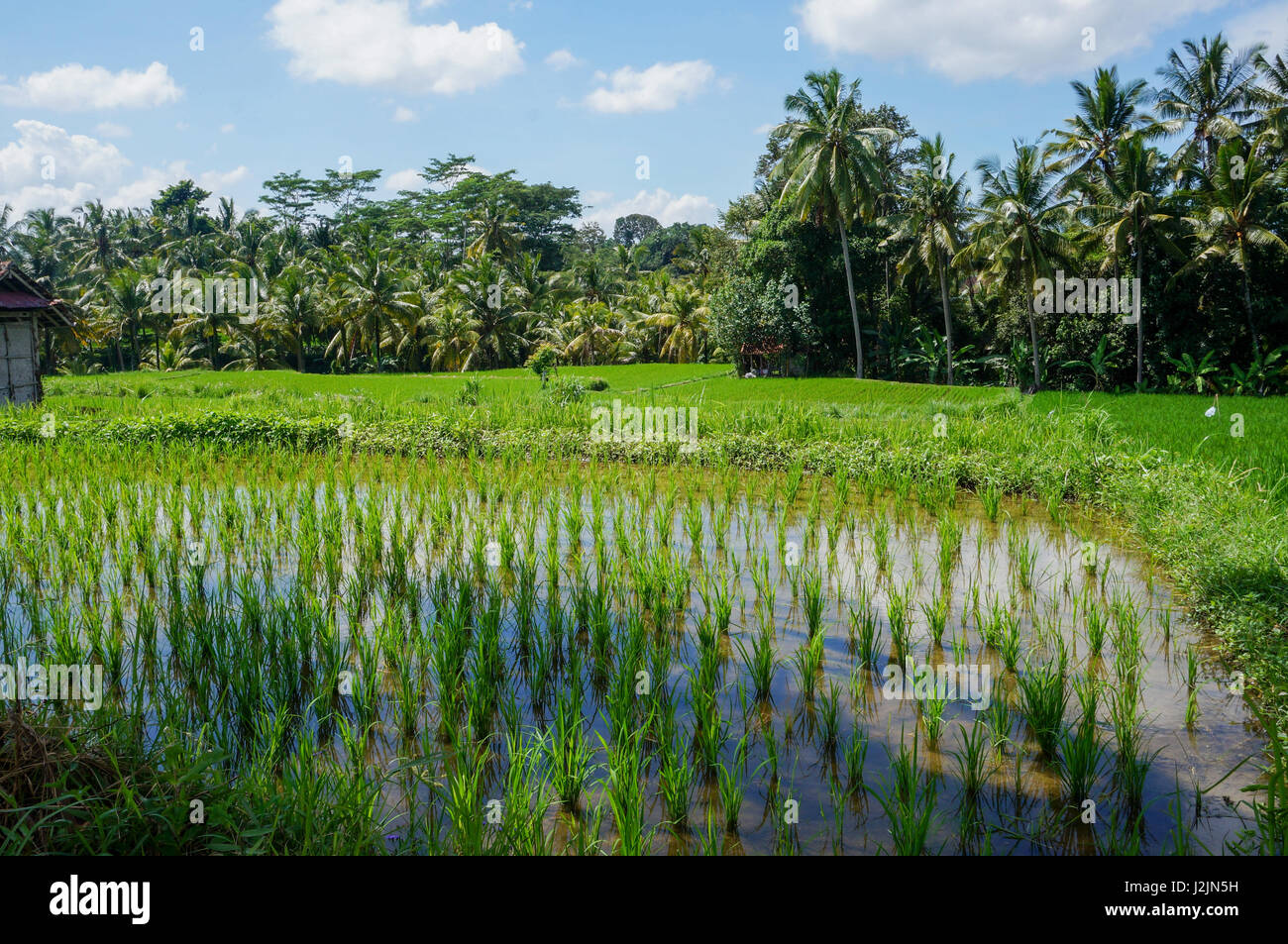 Rice field newly planted rice hi-res stock photography and images - Alamy