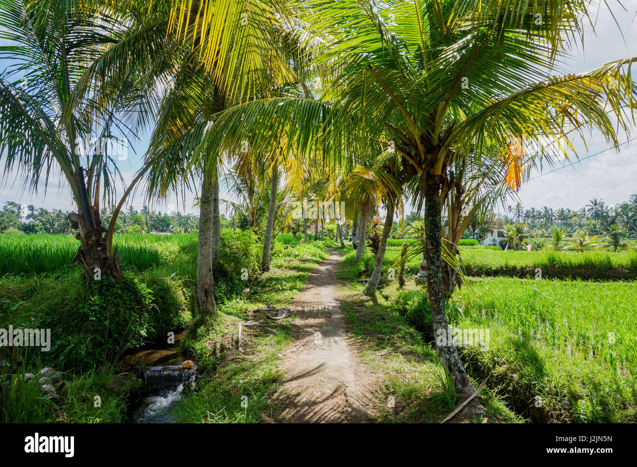 Shady path through a rice field in Ubud Stock Photo - Alamy