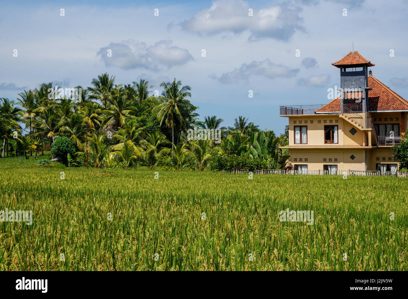 House in the rice fields of Ubud Stock Photo - Alamy