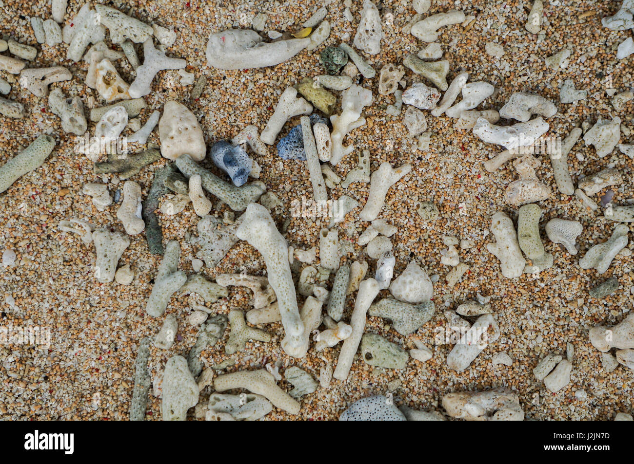 Coral beach texture Stock Photo - Alamy