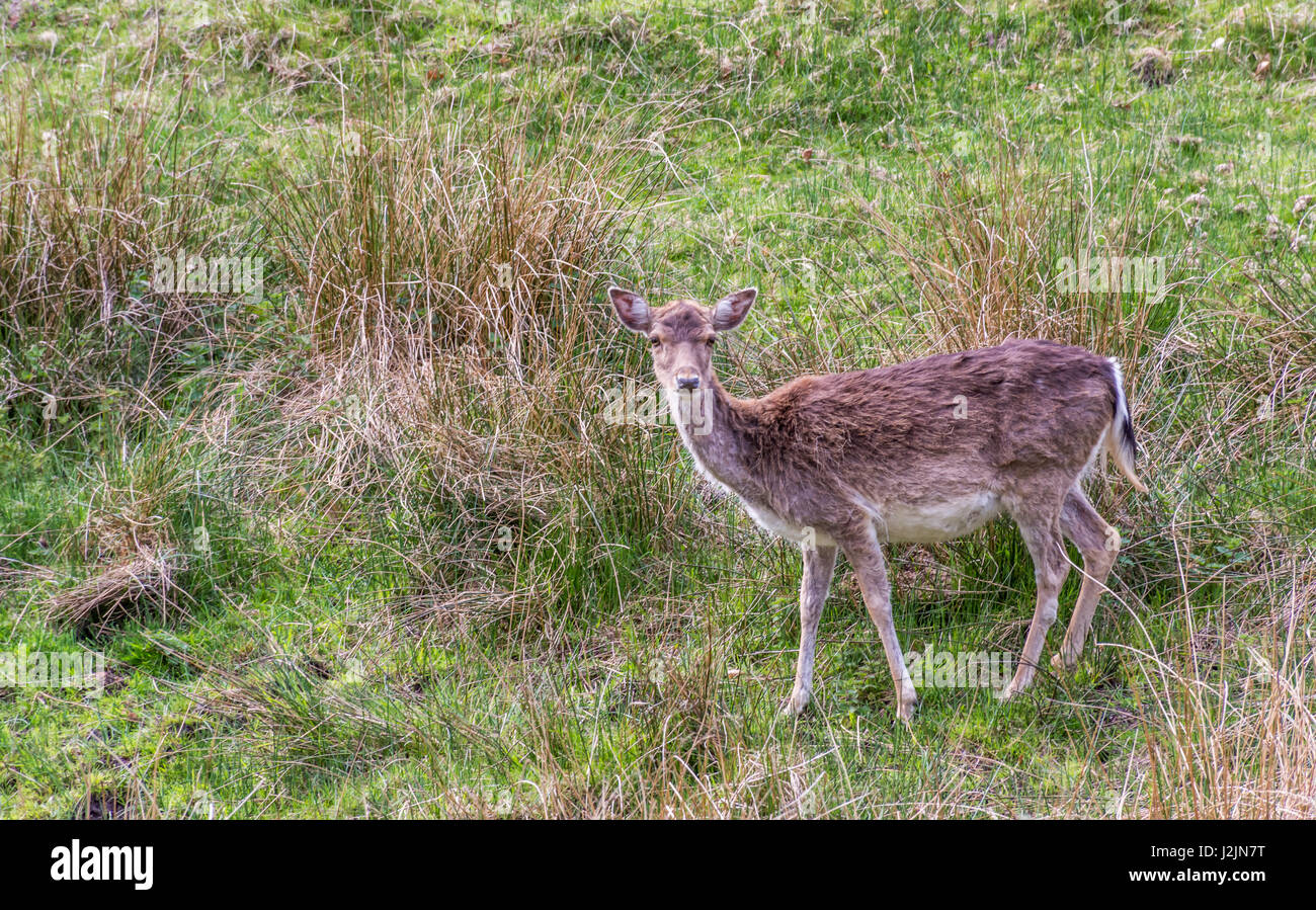 Fallow deer in the New Forest National Park in UK Stock Photo - Alamy