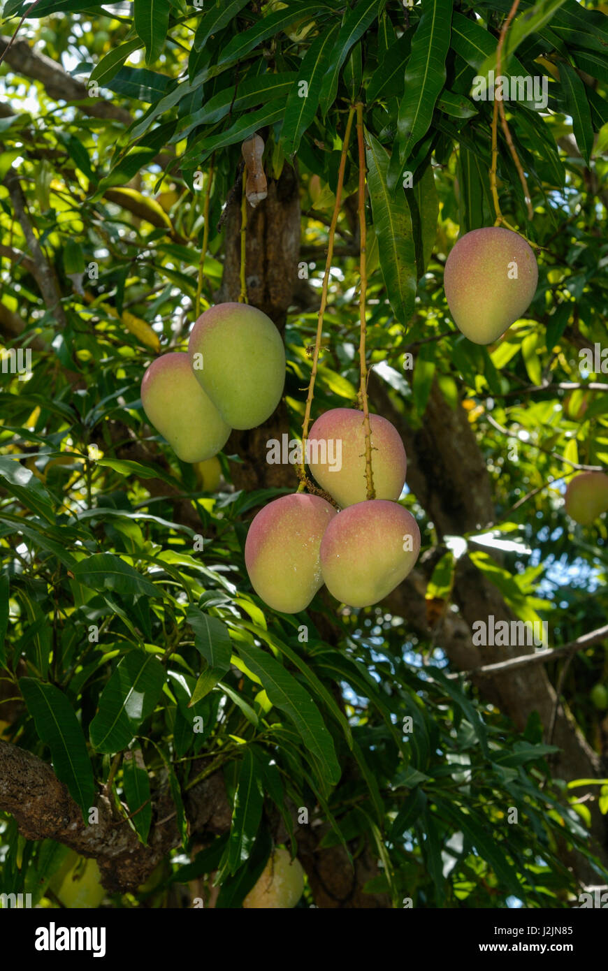 Mango tree portrait hi-res stock photography and images - Alamy